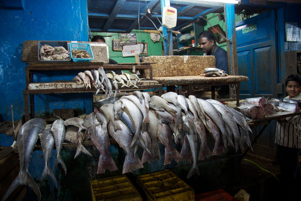 Inside the Information Society: What's happened to the price of fish?